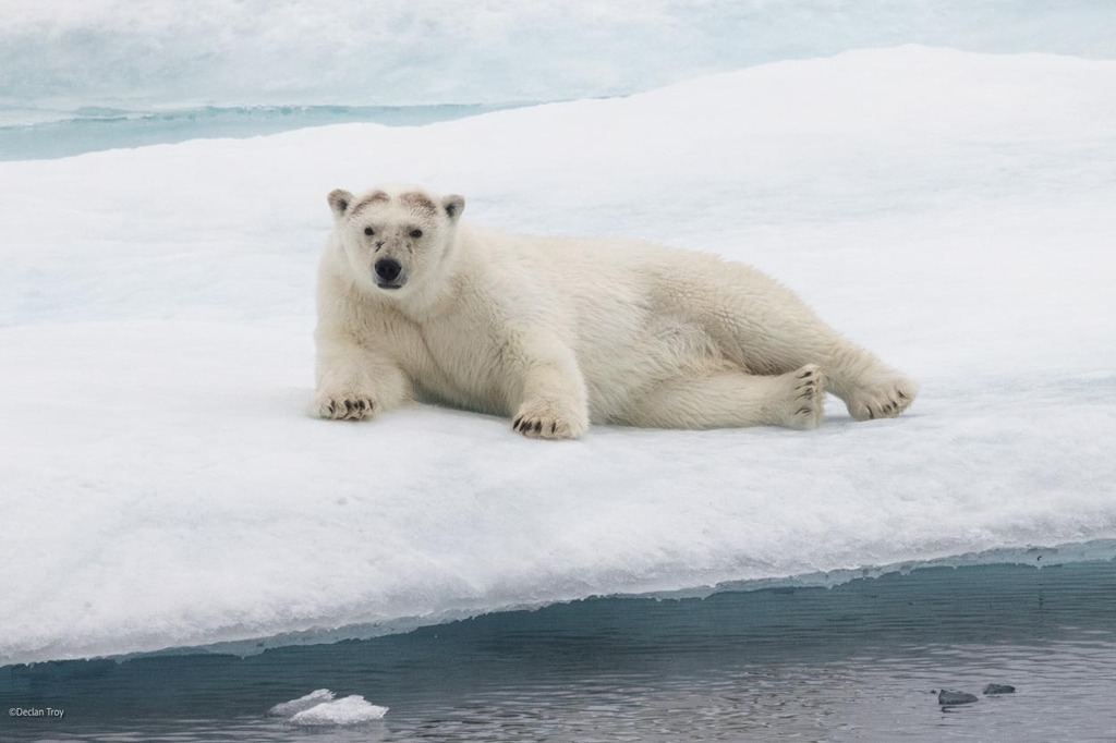 Polar Bear on August 21, 2023 at 03:42 PM by Declan Troy · iNaturalist