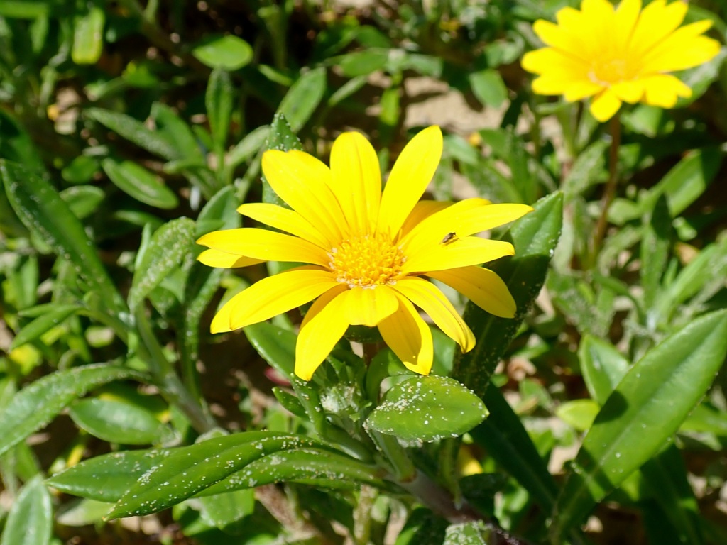 Trailing Treasureflower from Myoli Beach to Sedgefield Lagoon Mouth on ...