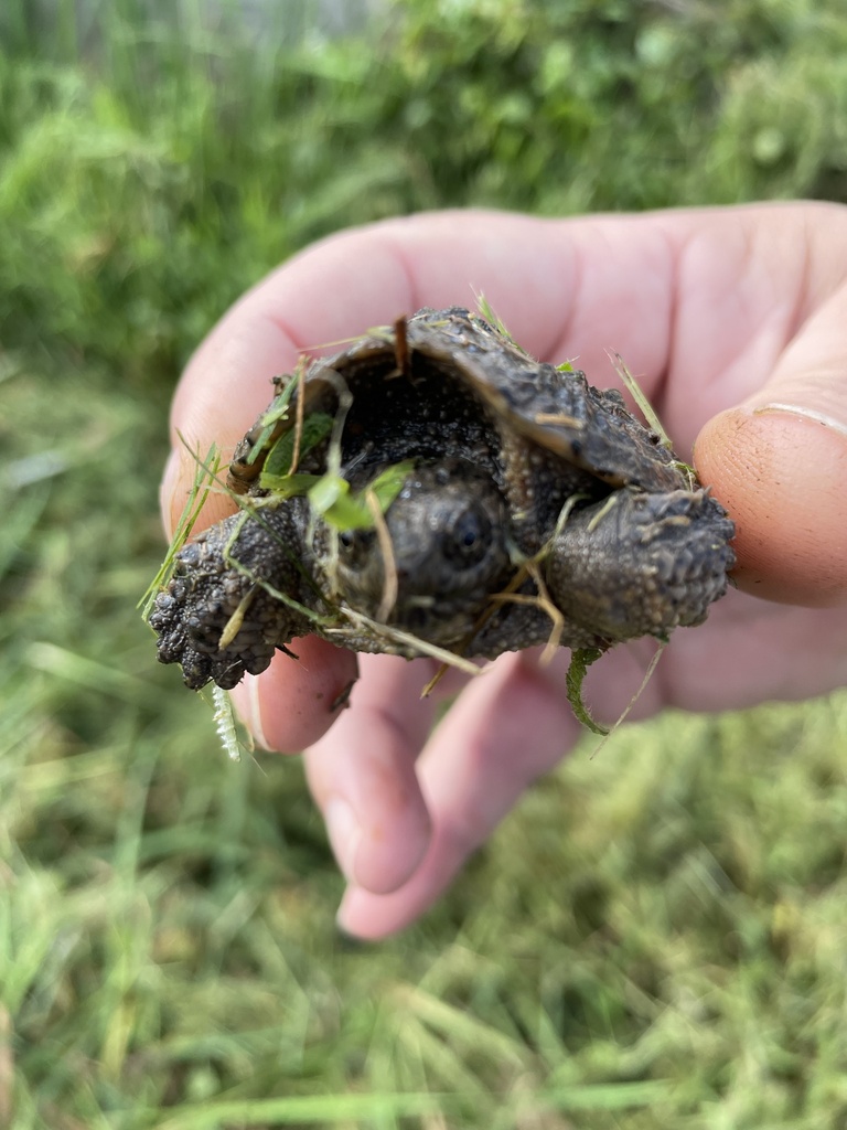 Common Snapping Turtle from Alexandria Rd SW, Jacksonville, AL, US on ...