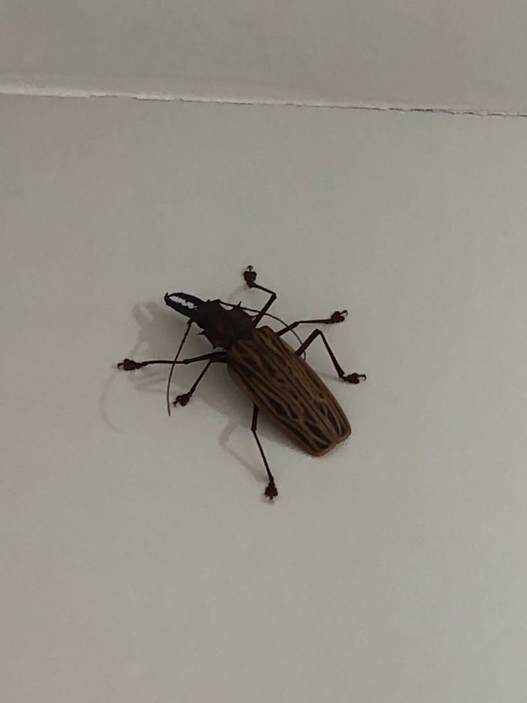 Giant Jawed Sawyer in August 2021 by Fernando Lyra · iNaturalist