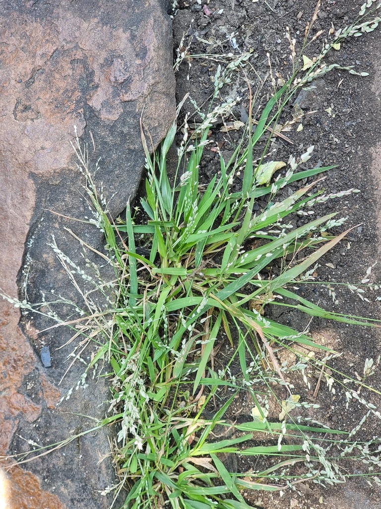 Chinese lovegrass from Amchha Khurd, Madhya Pradesh 464990, India on ...