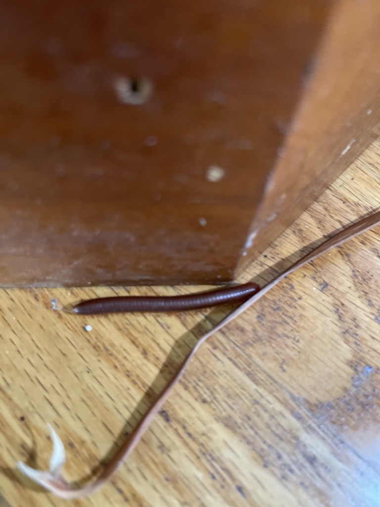 Round-backed Millipedes from Hawaiʻi, Papaikou, HI, US on October 15 ...