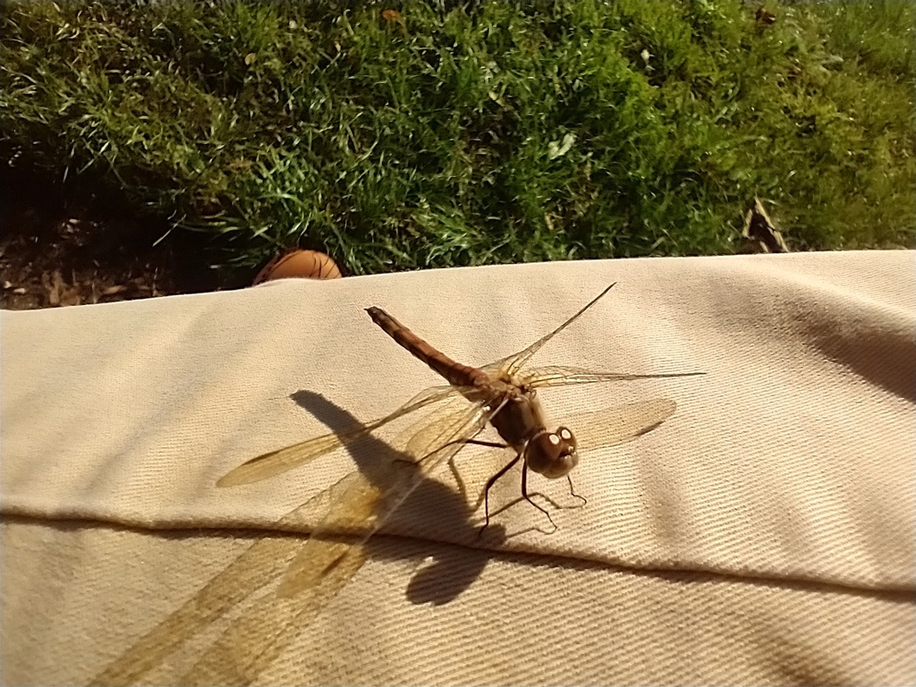 Common Darter from Kingston upon Thames KT1 4AD, UK on October 15, 2023 ...