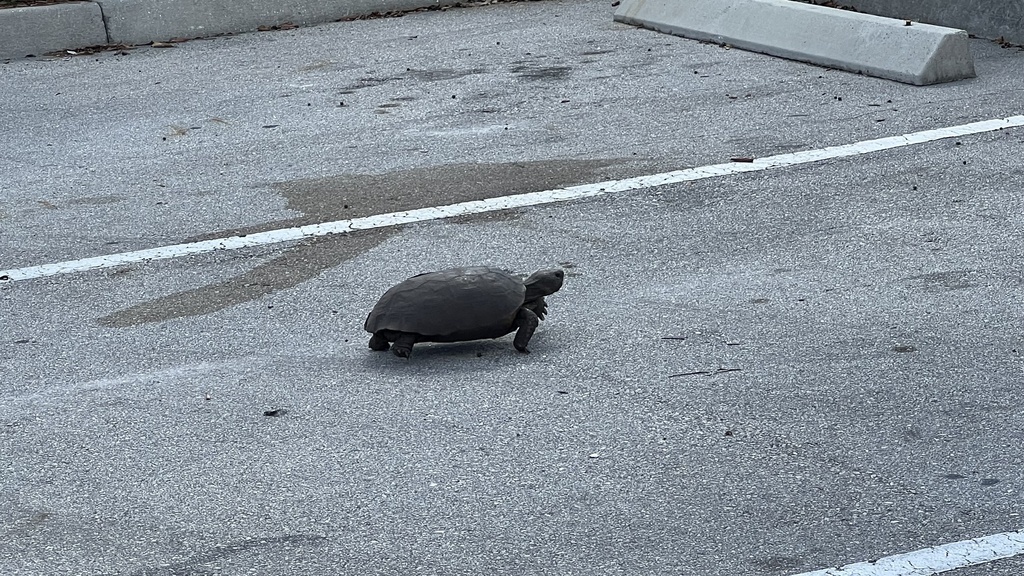 Gopher Tortoise in October 2023 by Gabi Cudlipp. Cracked carapace, rear ...