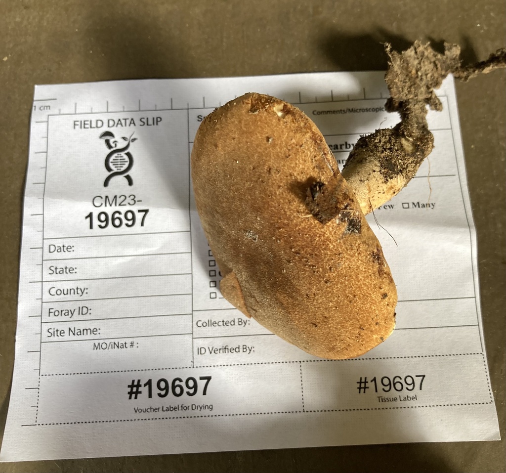 Rooting Polypore from Eldon Hazlet State Recreation Area, Carlyle, IL ...