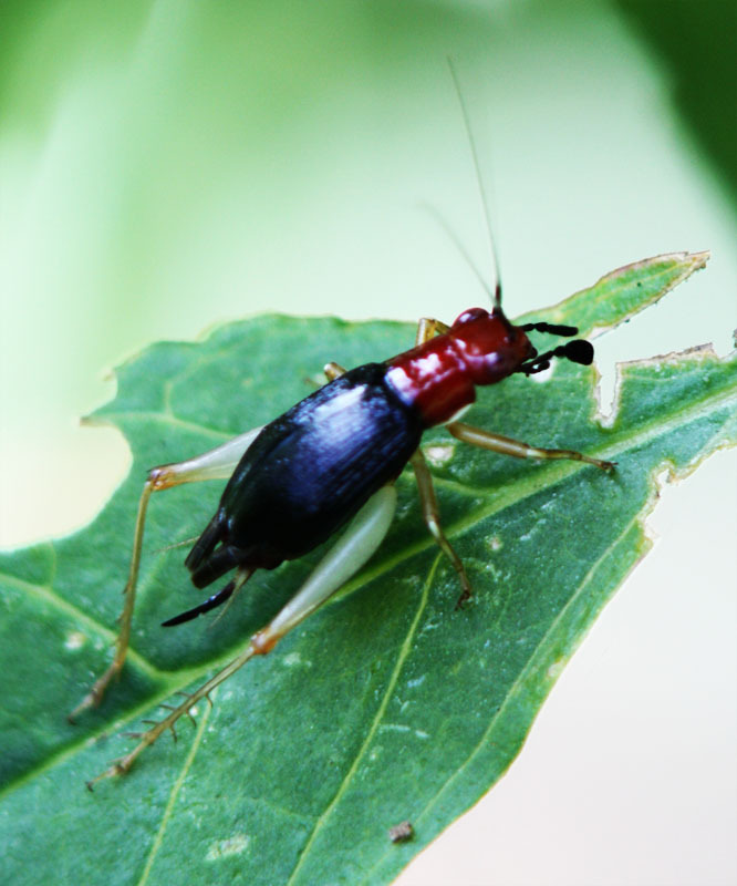 Red-headed Bush Cricket from Forrest County, MS, USA on August 19, 2008 ...