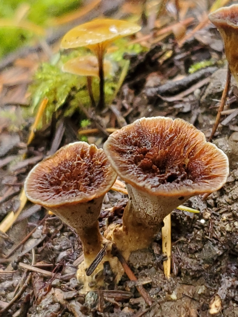 Fungi Including Lichens from Capital, CA-BC, CA on October 15, 2023 at ...