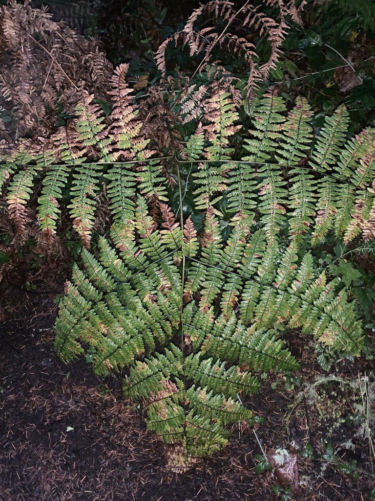 common bracken from The Evergreen State College, Olympia, WA, US on ...