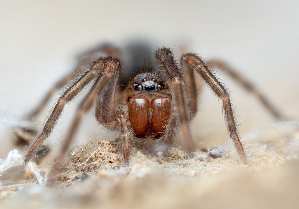 Lace web spiders from Frauenland, Würzburg, Deutschland on October 15 ...