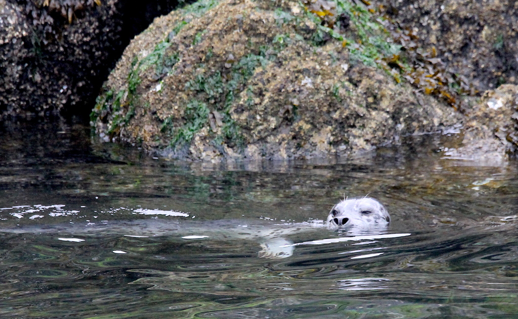 Pacific Harbor Seal from Sunset Hill, Seattle, WA, USA on October 15 ...