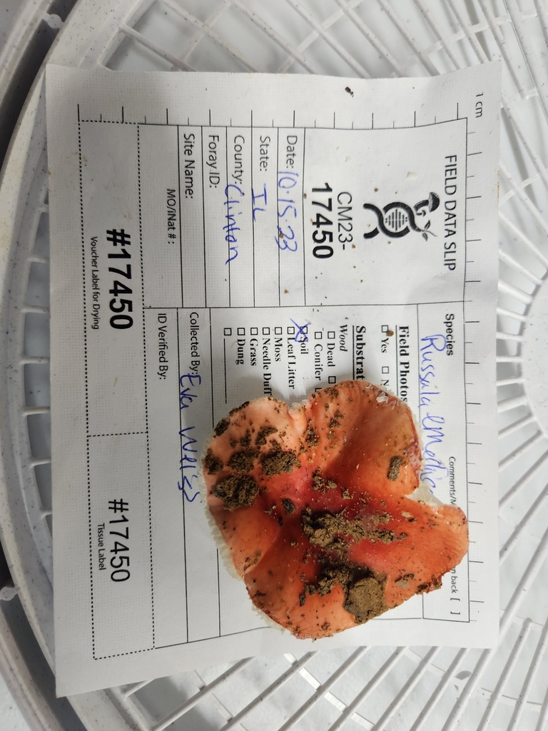 brittlegills from Irishtown Township, IL, USA on October 15, 2023 at 05 ...