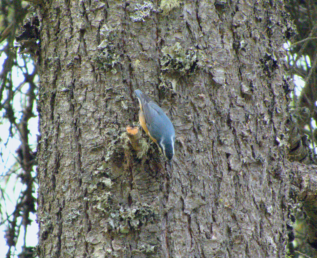 Red-breasted Nuthatch from Whitman County, WA, USA on October 15, 2023 ...