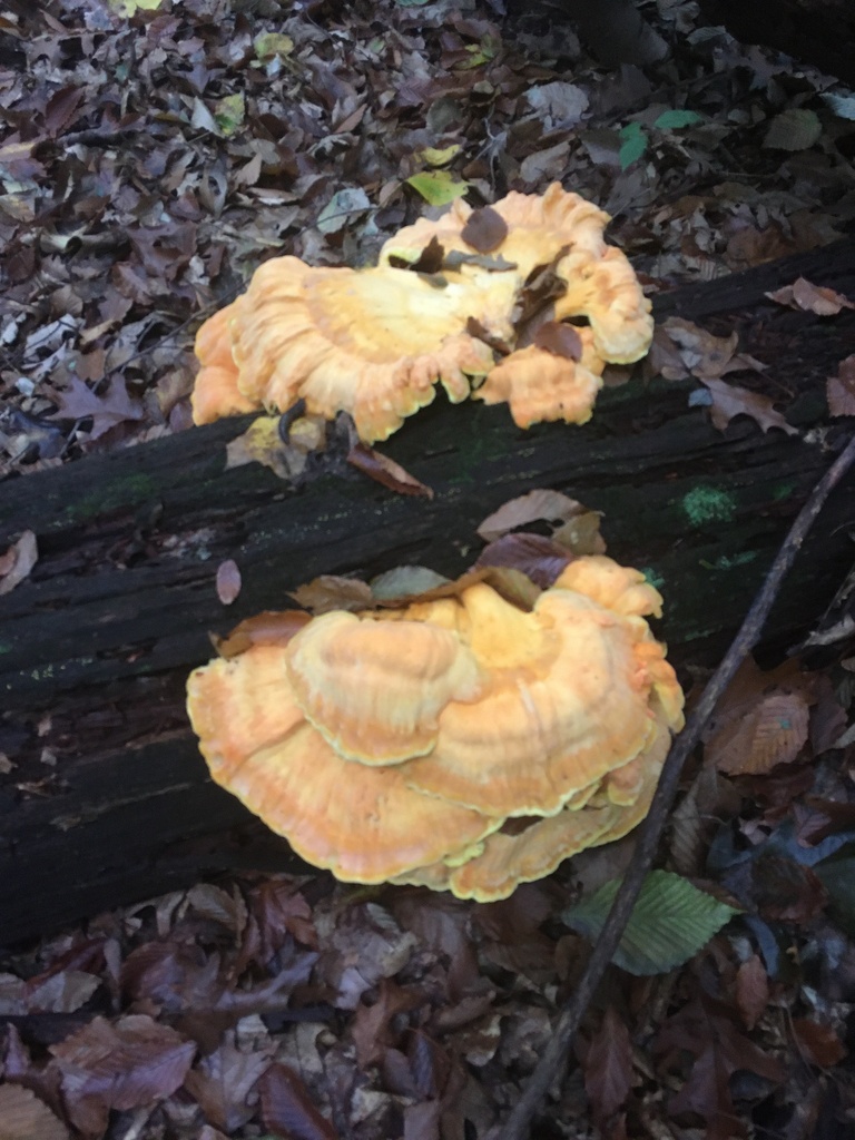 Laetiporus from Elverson, PA, US on October 15, 2023 at 04:00 PM by ...