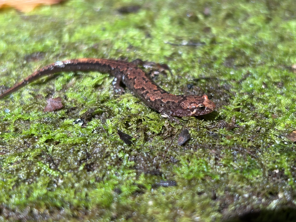 Dusky Salamanders in October 2023 by Christopher Stewart · iNaturalist