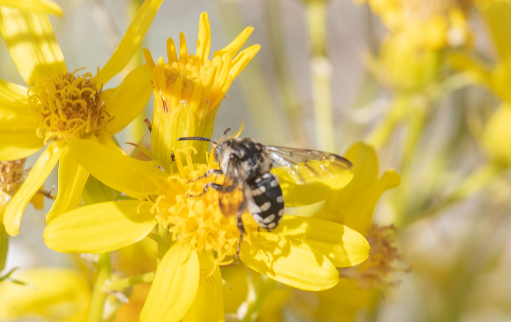 California Digger-cuckoo Bee from Los Angeles County, CA, USA on ...