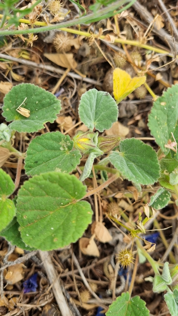 Indian mallows in October 2023 by Brianna Turner · iNaturalist