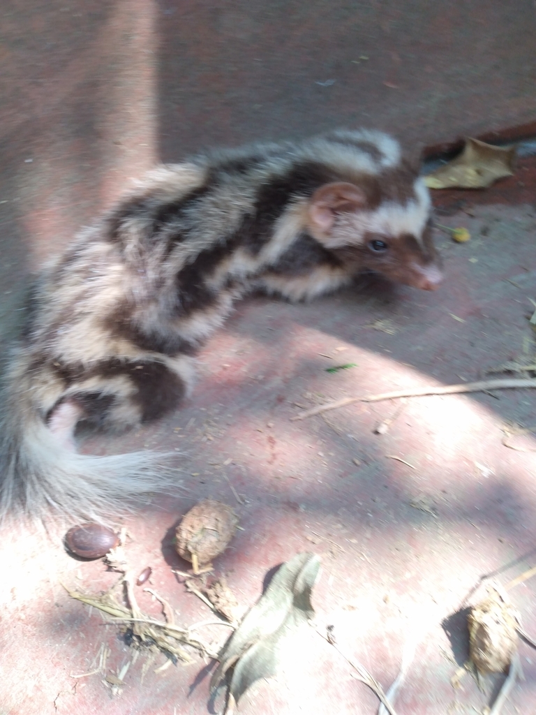 Pygmy Spotted Skunk from Campo aereo municipal, 4ta, 71700 Santiago ...