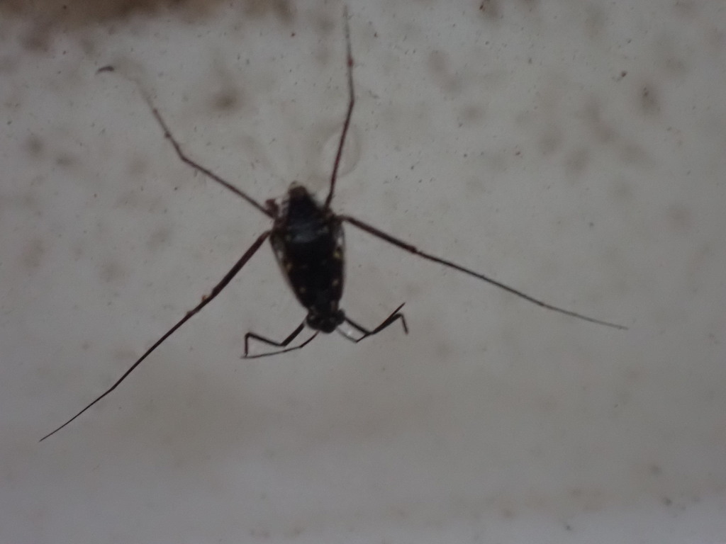 Trepobates subnitidus from Oakland Charter Township, MI, USA on October ...