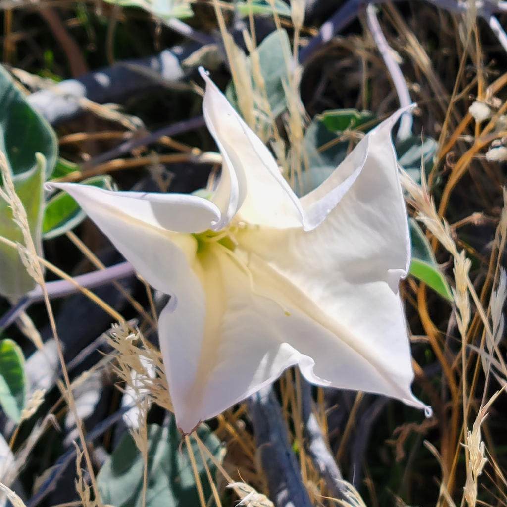 Sacred Datura from Morongo Valley, CA 92256, USA on October 15, 2023 at ...