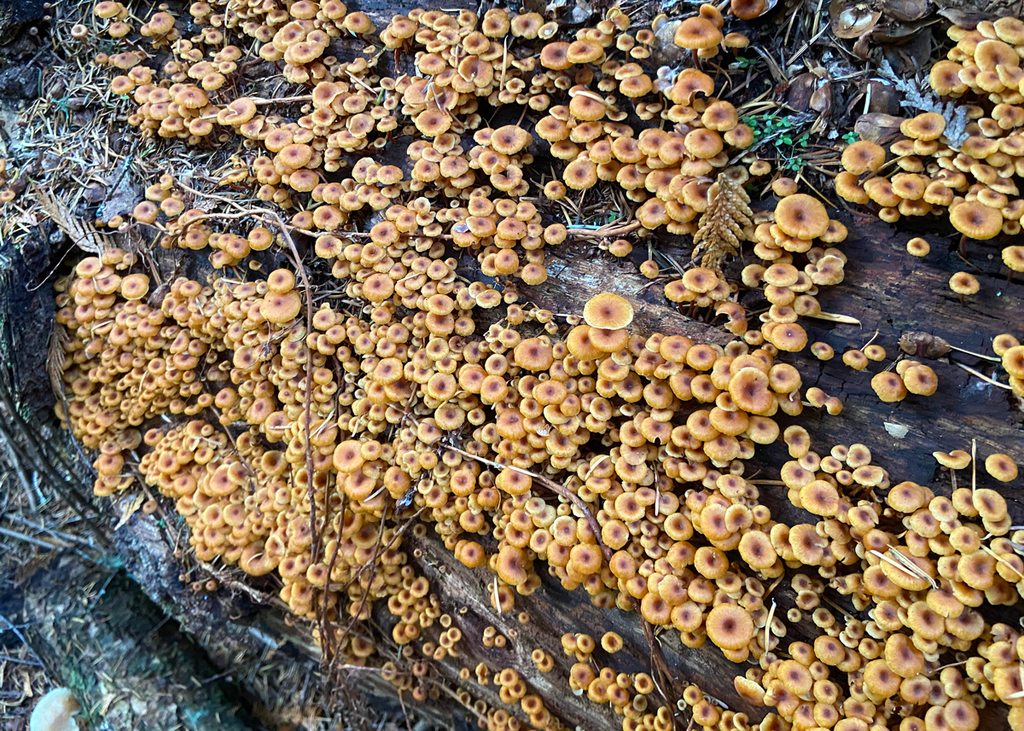 Pinewood Gingertail from Island County, WA, USA on October 15, 2023 at ...