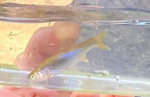 Steelcolor Shiner from Balmoral, Memphis, TN, USA on October 15, 2023 ...