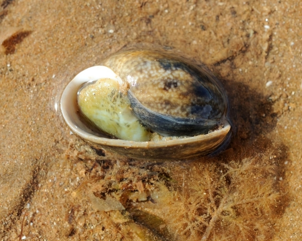 Bulla ampulla from Port Hedland, WA, Australia on October 15, 2023 at ...