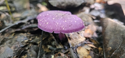 Tricholosporum violaceum · iNaturalist