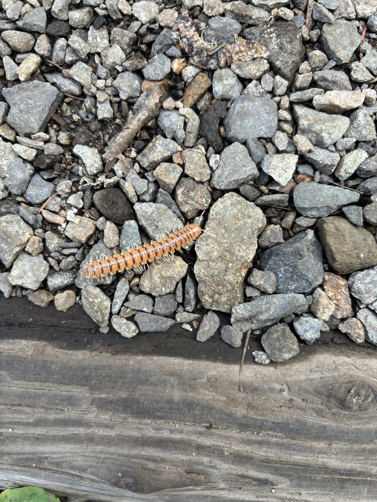 Train Millipede from Kusatsu, Kusatsu, Agatsuma-Gun, Gunma, JP on ...