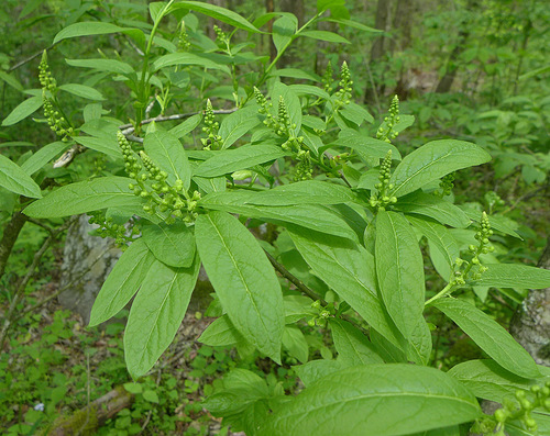 género Pyrularia · NaturaLista Colombia