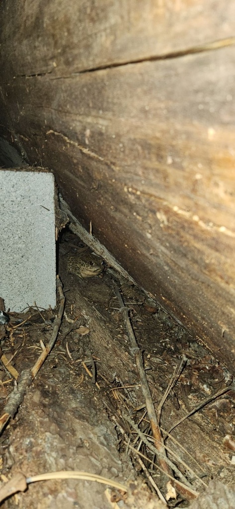 Yosemite Toad in October 2023 by Dizzy Disco · iNaturalist