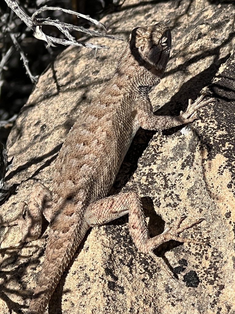 Plateau Fence Lizard from Canyonlands National Park, Monticello, UT, US ...