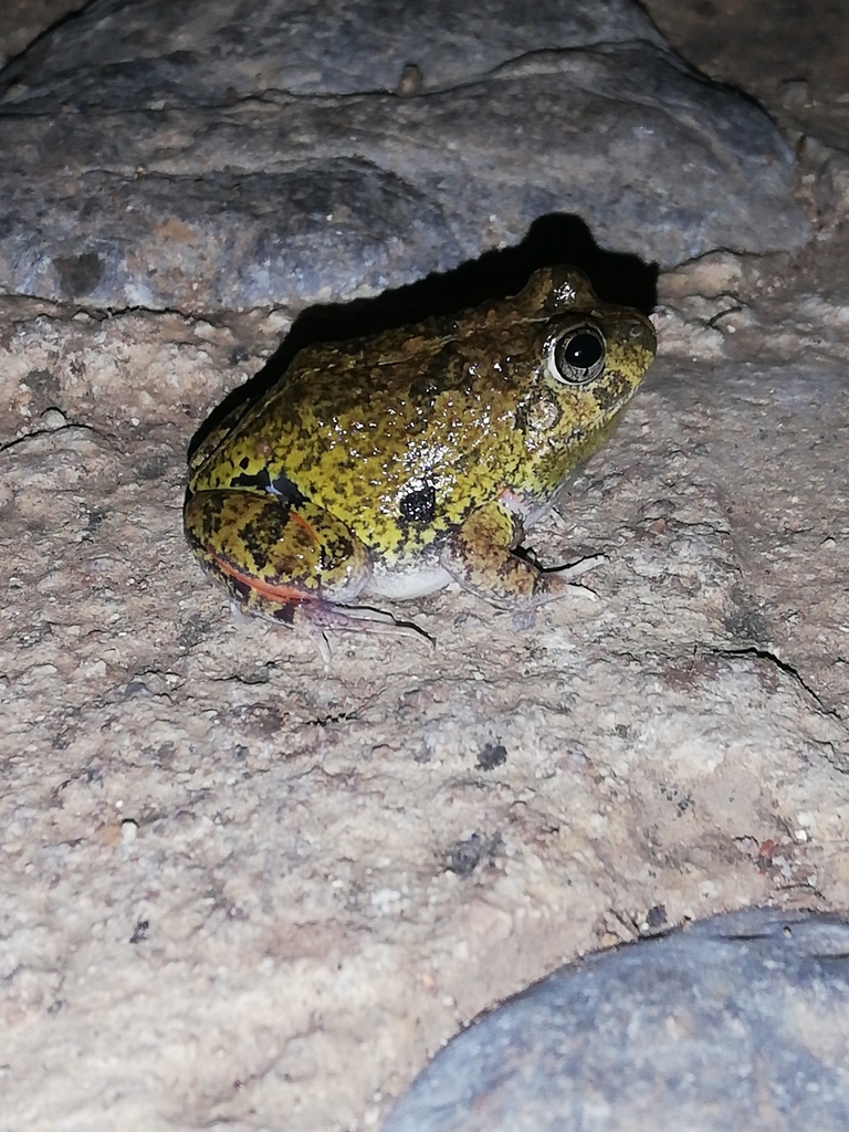 Colombian Four-eyed Frog from Maicao, La Guajira, Colombia on October ...