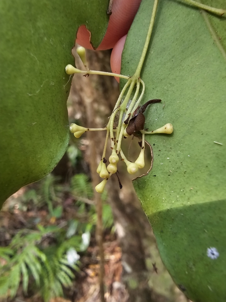 Lilly Pilly in October 2023 by Dan · iNaturalist
