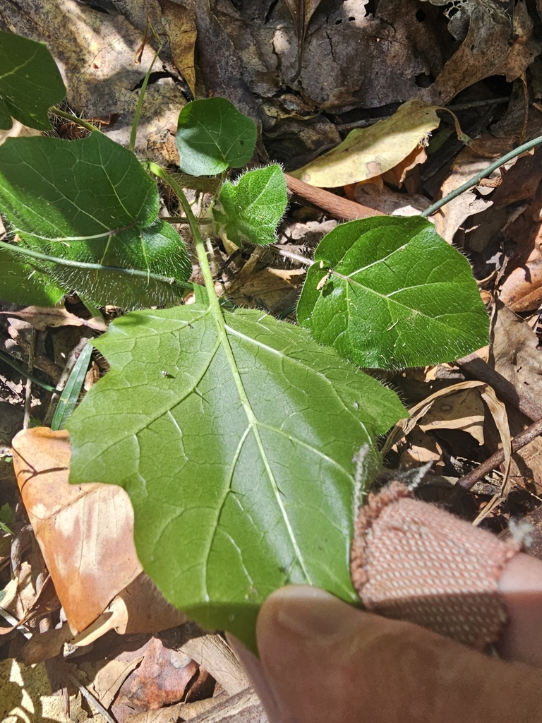 Cockroach Berry in October 2023 by Dan · iNaturalist