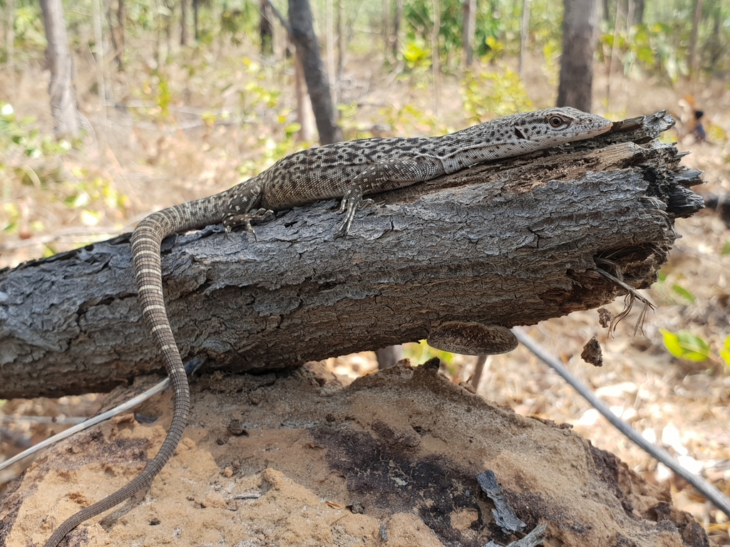 Banded/Spotted Tree Monitor Complex from Garig Gunak Barlu, West Arnhem ...