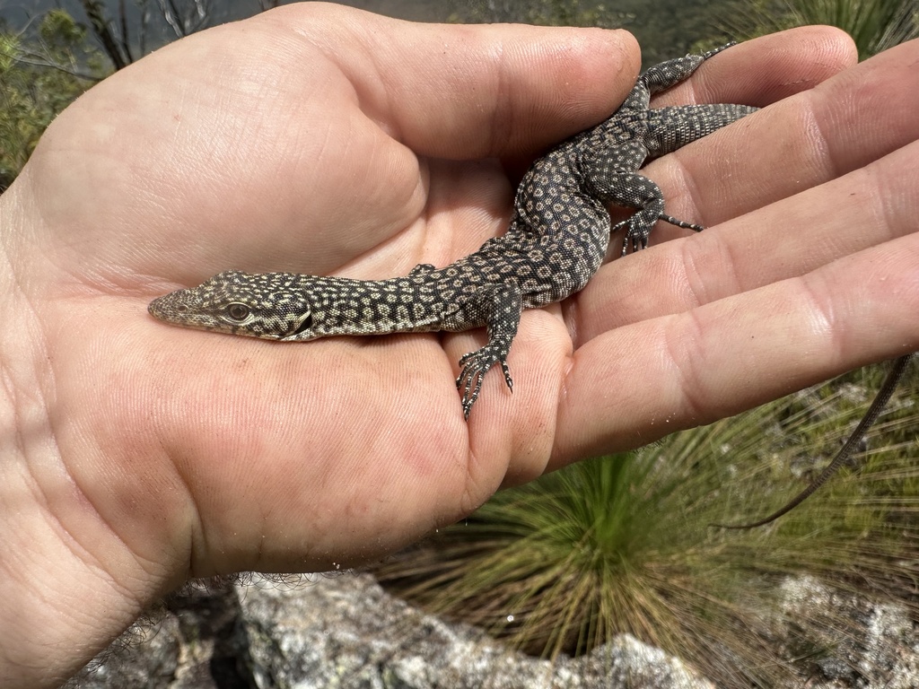 Black-headed Monitor in October 2023 by Jack Hawkins · iNaturalist