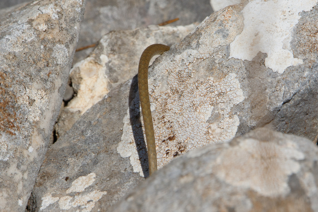 Snakes from Orjan SubDistrict, Jordan on October 14, 2023 at 02:56 PM ...
