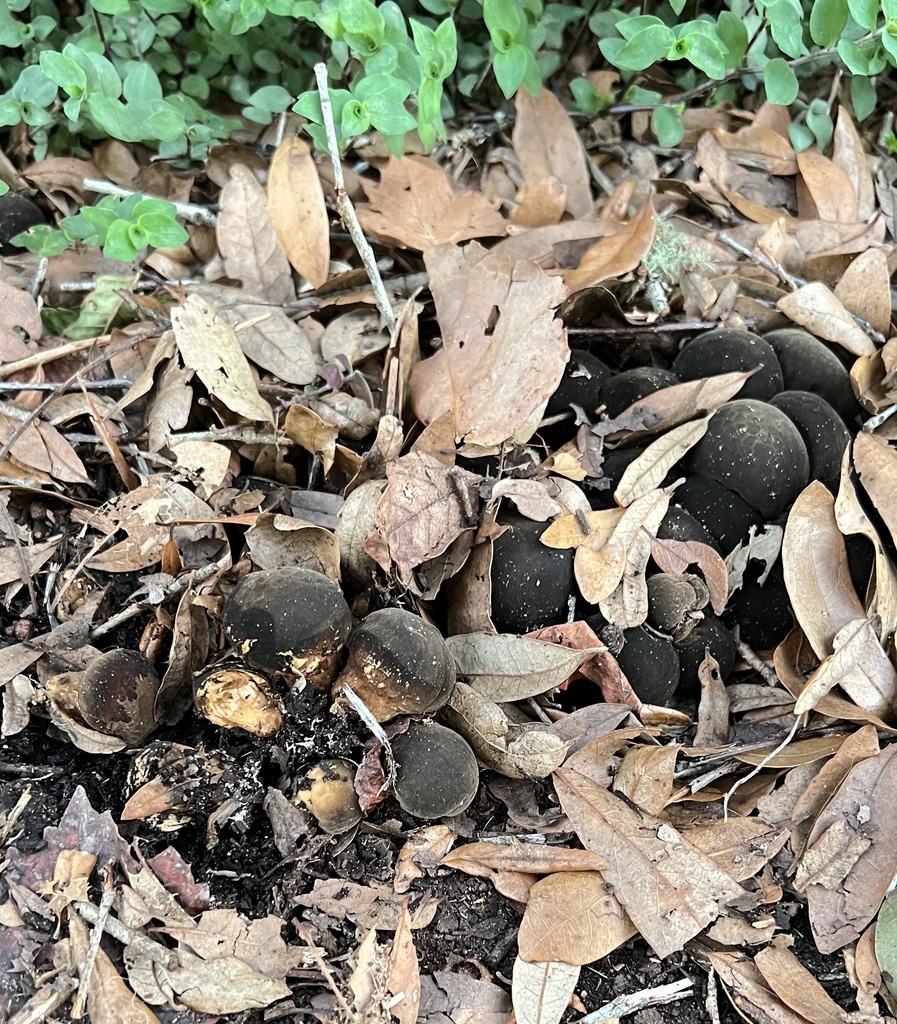 Fungi Including Lichens from Cedar Ridge Cir, Saint Augustine, FL, US ...