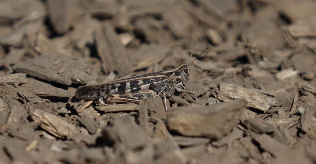 Australian Plague Locust from Marysville VIC 3779, Australia on ...
