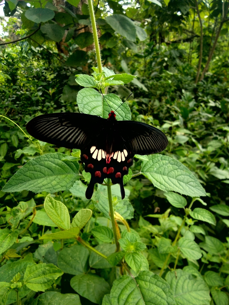 Common Rose Swallowtail from H7G3+RW, Thanikkudam, Kurichikkara, Kerala ...