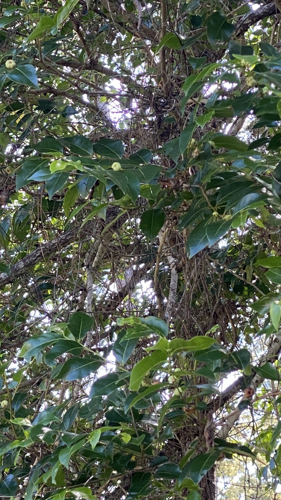 Cheese Tree from Sawreys Rd, Mons, QLD, AU on October 16, 2023 at 09:24 ...