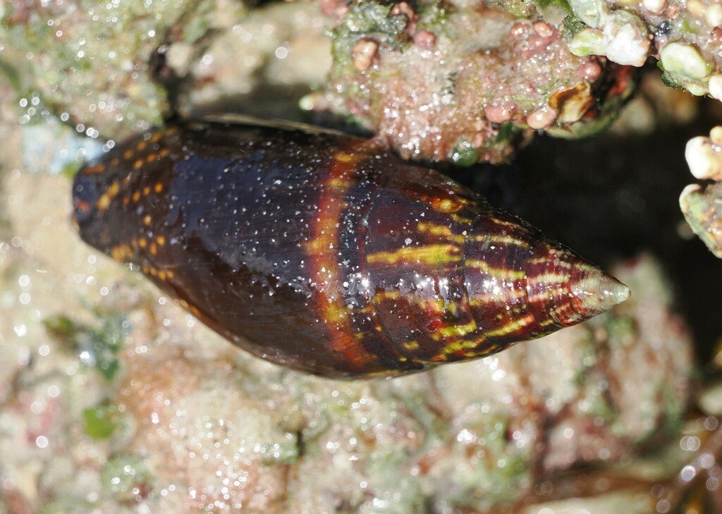 Strigatella scutulata from Douglas, QLD, Australia on September 30, 2023 at 03:05 PM by Richard ...