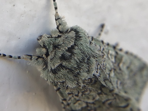 Feralia meadowsi · iNaturalist