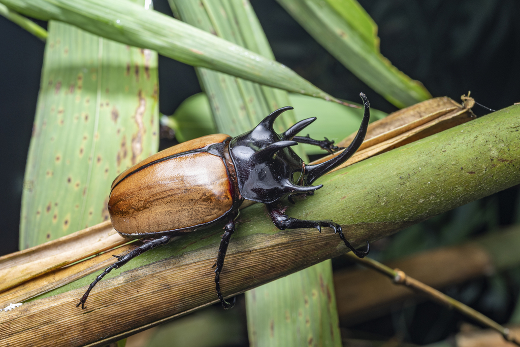 five-horned Rhinoceros Beetle from 中国云南省西双版纳傣族自治州勐腊县 on October 14 ...