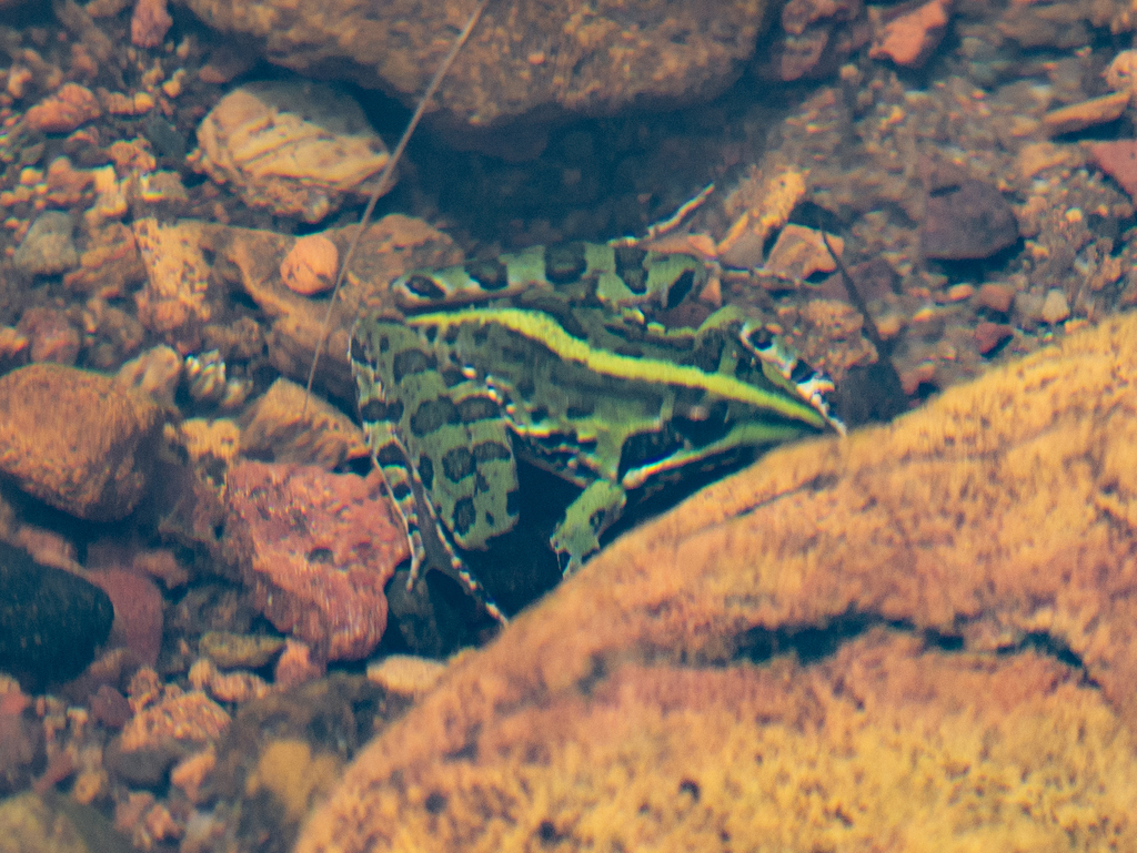 Common River Frog from Graskop, 1270, South Africa on October 13, 2023 ...