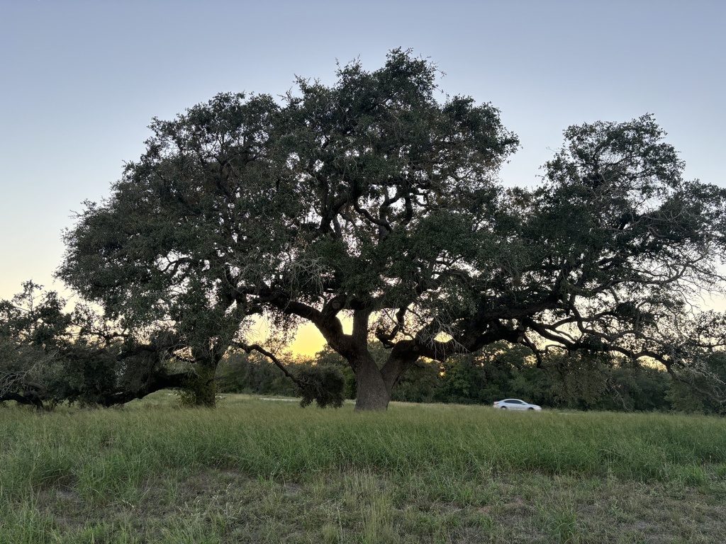 Texas live oak from IH-37 N, Pleasanton, TX, US on October 15, 2023 at ...