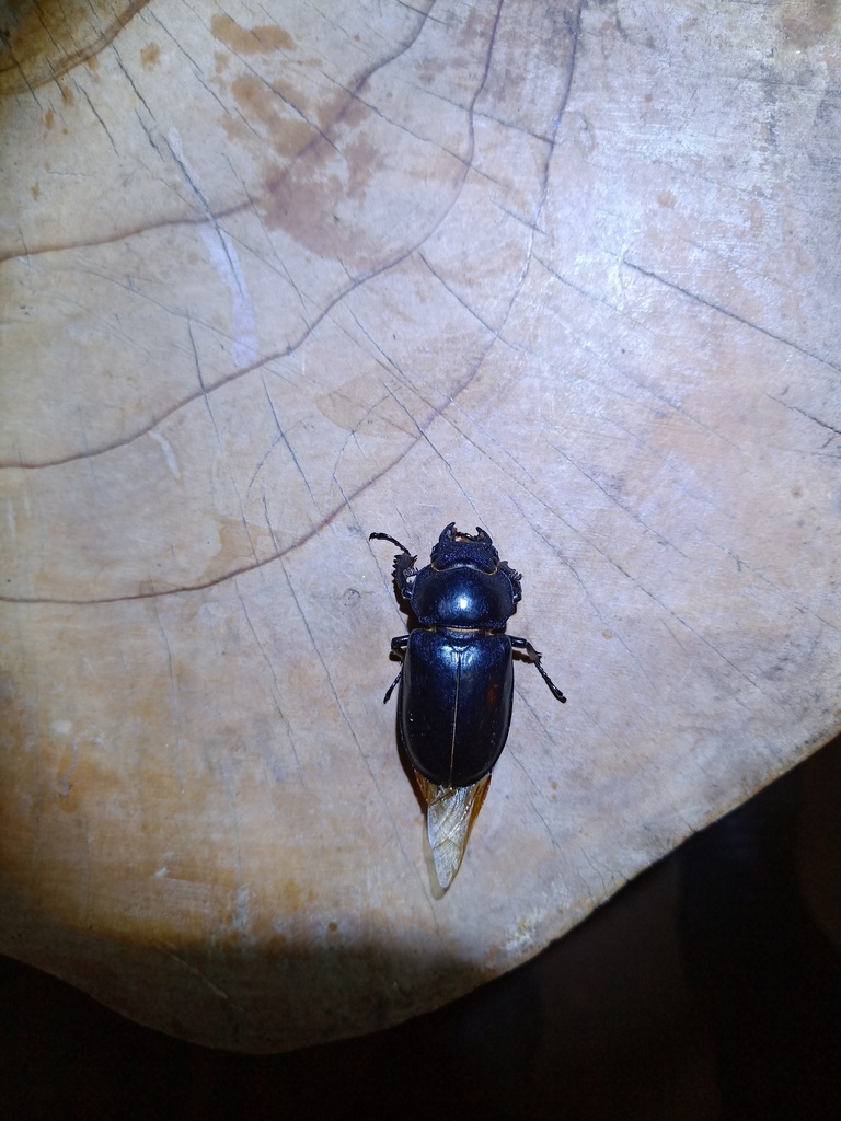 Lucanus formosanus from 558台灣南投縣鹿谷鄉 on July 1, 2021 at 10:58 PM by Chen ...