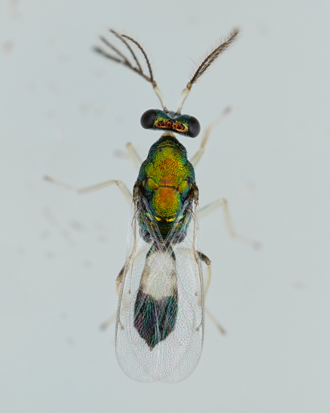 Sympiesis in October 2023 by newrookie · iNaturalist