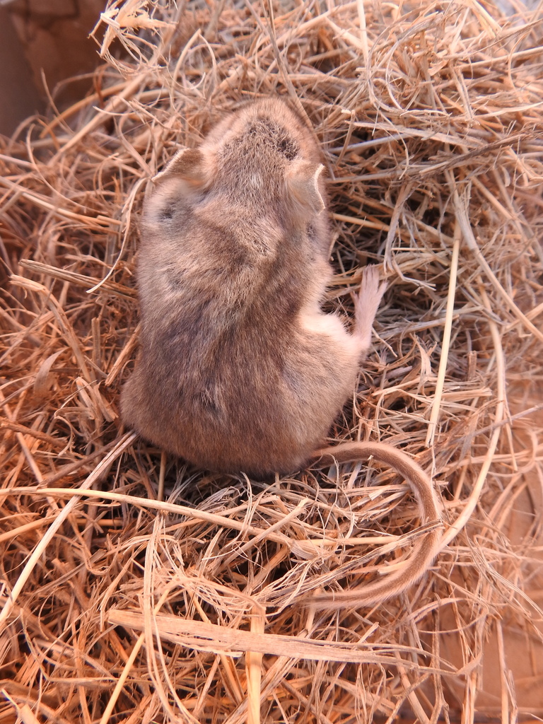 Deer Mouse from Ahumada, MX-CH, MX on March 14, 2019 by Manuel Nevárez ...