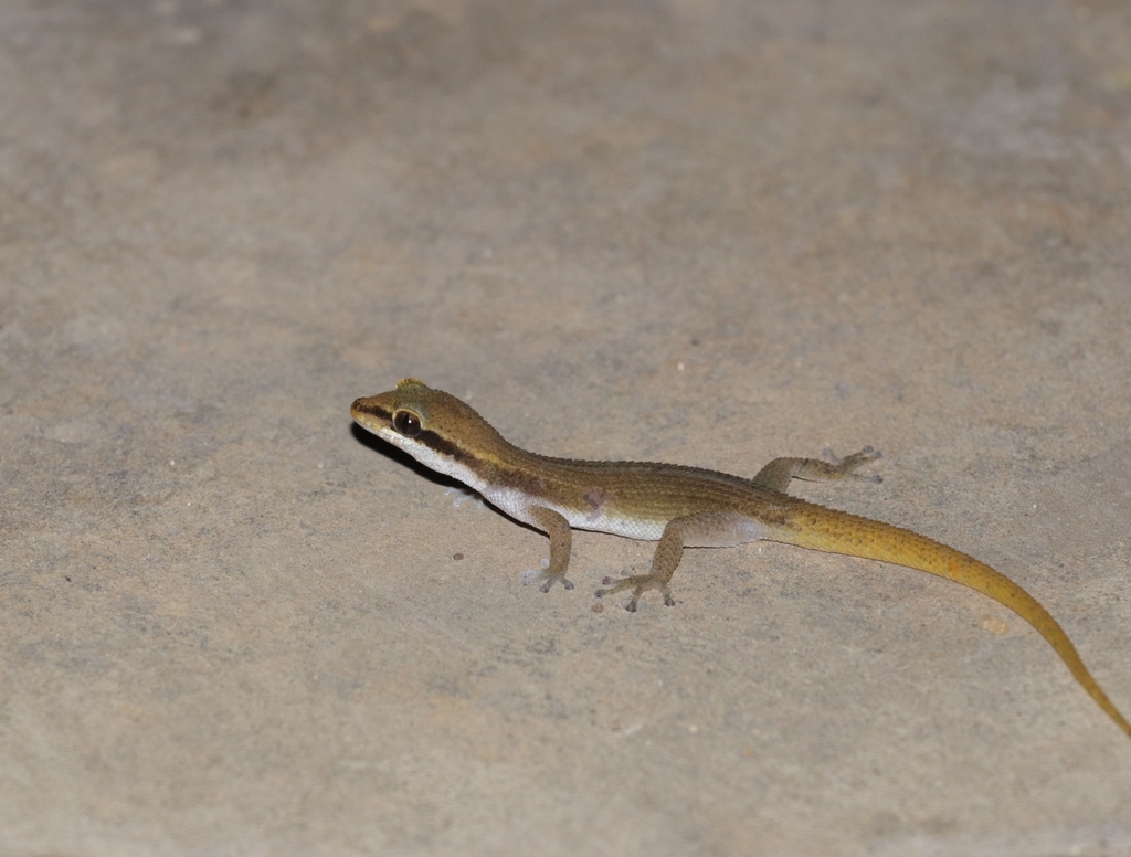 Black-spotted Leaf-toed Gecko from PQ5G+WXW, Phra Phutthabat, Phra ...